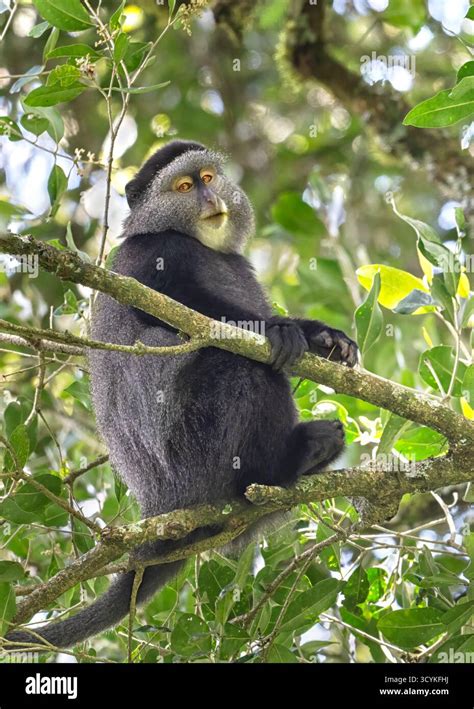 The Blue Monkey Or Diademed Monkey Cercopithecus Mitis On The Tree