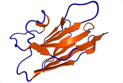 Vhh Antibodies Nanobodies Advantages And Limitations