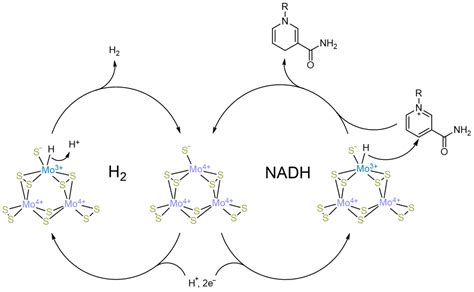 Mo3 Hydride As The Origin Of H2 Evolution And Selective Nadh