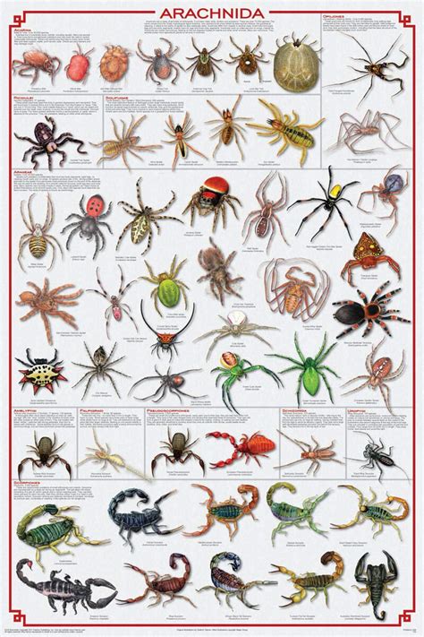 Buy Laminated Arachnida Spiders Scorpions Ticks And More