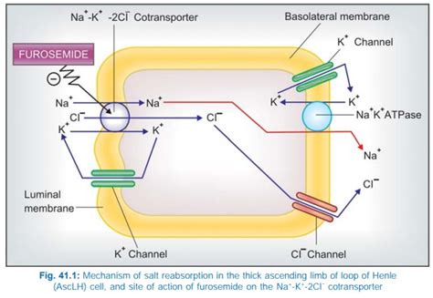 High Ceiling Effect Of Loop Diuretics Shelly Lighting