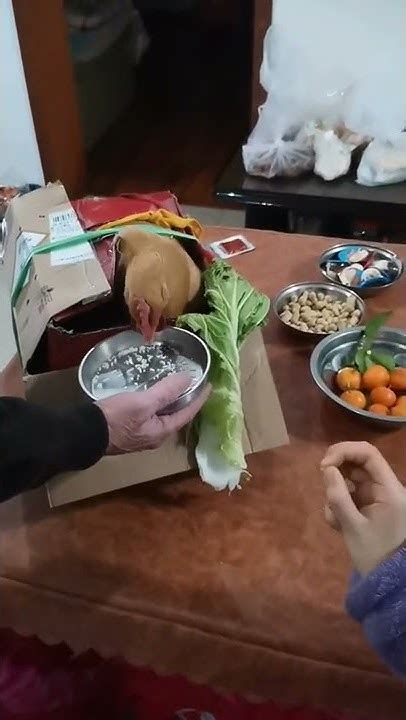 孙女要和鸡玩，阳台上太冷，爷爷就把鸡拿到客厅，泰迪犬狂叫，原来鸡犬不宁是这样的 Youtube