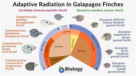 Classification System Definition And Examples Biology Online Dictionary
