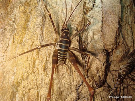 7 Weta Facts Endemic Insects New Zealand Nature Guy