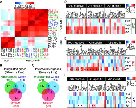Differential Gene Expression Analysis In Aging Astrocytes From Distinct Download Scientific