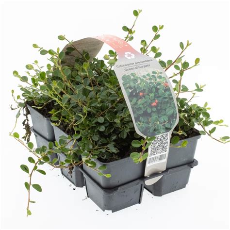 Cotoneaster Procumbens Queen Of Carpets — Plant Wholesale Floraccess