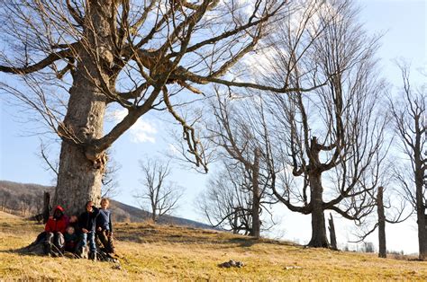 Remarkable Trees Of Virginia Highland County Sugar Maples