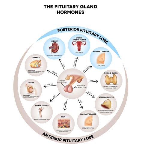 Tests You Will Need To Diagnose Postpartum Hypopituitarism Sheehans Syndrome Lymphocytic