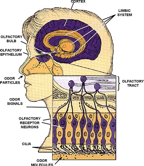 Figure 4 From Sensor Based Machine Olfaction With Neuromorphic Models