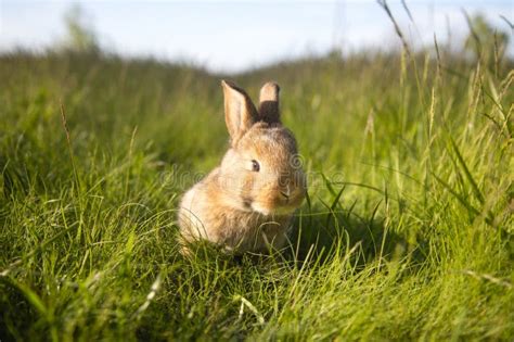 Red Rabbit Jumping On Green Grass Stock Image Image Of Furry Sitting 354959057