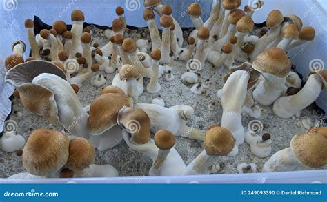Magic Mushrooms Growing In Monotub Penis Envy Mushrooms In Monotub