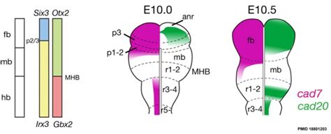 Neural Mesencephalon Development Embryology