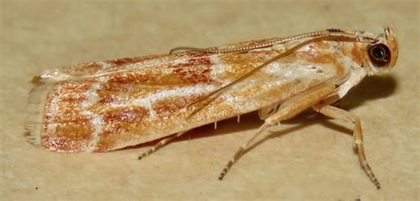 Webbing Coneworm Moth Hodges5847 Dioryctria Disclusa Bugguidenet
