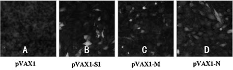 Indirect Immunofluorescence Detection Of The Expressed S1 M And N Download Scientific Diagram