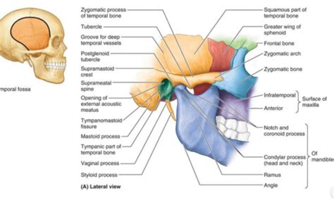 Exam 2 Temporal And Infratemporal Fossae Flashcards Quizlet