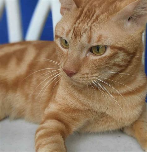 Raffy Tulfo In Action Siya Si Alvin Japheth Almario 28 Years Old Dating Varsity Player Ng