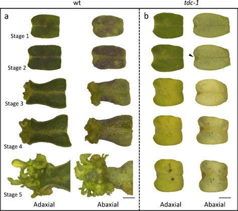 Evolution Of The Wild Type And Tdc 1 Cotyledon Explants Cultivated On