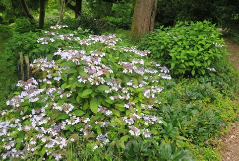 Hydrangea Section Macrophyllae Cultivars G Trees And Shrubs Online