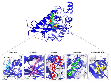 The Docked Complexes Of Tp53 Protein Along With Their Strongest Binding