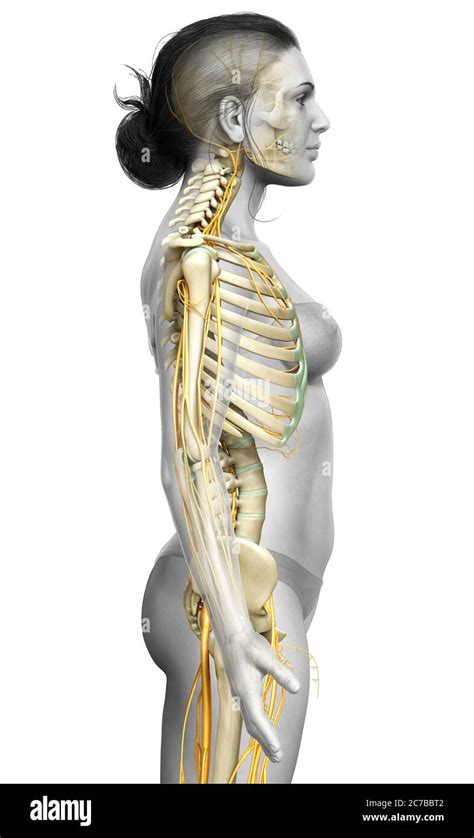 3d Rendered Medically Accurate Illustration Ofa Female Nervous System