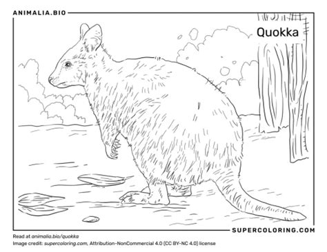 Quokka Fakten Ernährung Lebensraum And Bilder Auf Animaliabio