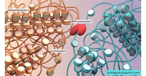 Heterochromatin Vs Euchromatin Definition Types Function