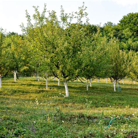 Plant An Agroforestry Fruit Tree With The New Af2 Grant Frank P Matthews