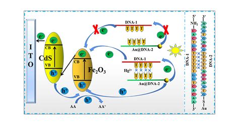 Photoelectrochemical Sensor With A Z Scheme Fe2o3cds Heterostructure For Sensitive Detection Of