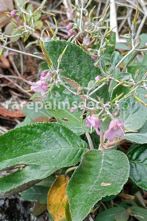 Paraboea Sp Thailand Buy Seeds At