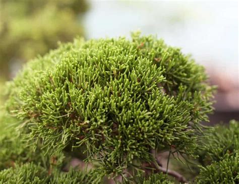 How To Trim A Juniper Bonsai Tree Step By Step Care Guide Backyard