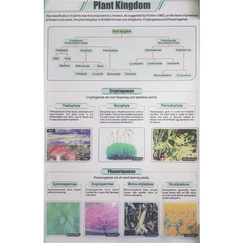 Plant Kingdom Classification Chart Classification Of Living Things 5