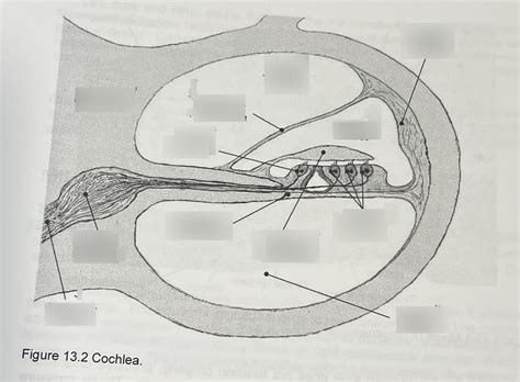 Cochlea Diagram Quizlet