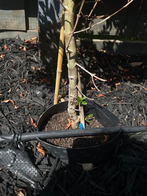 How To Stop Lilly Pillies Dying Bunnings Workshop Community