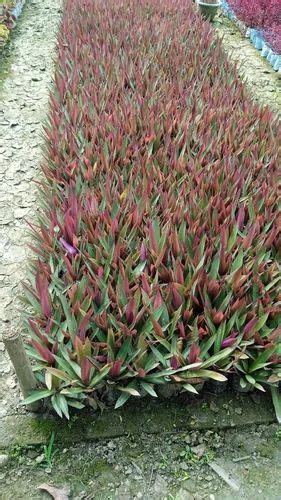 3 Feet Dwarf Oyster Garden Plant At ₹ 770piece In Kolkata Id