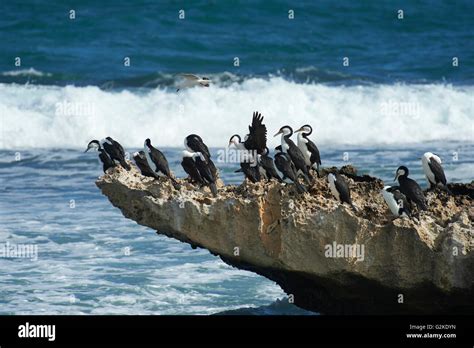 Australian Pied Cormorant Phalacrocorax Varius Western Australia Stock