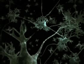 Histoembriología Tejido Nervioso