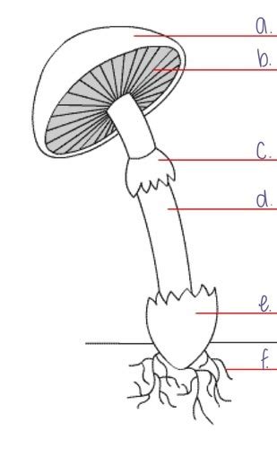 California Fungi Final Flashcards Quizlet