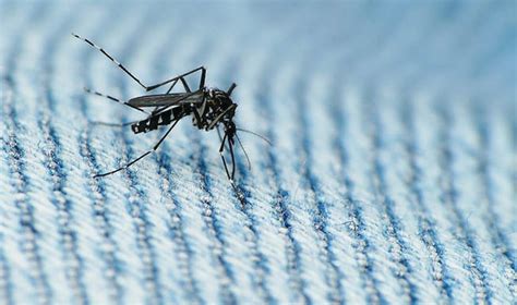 Zika Definitively Linked To Microcephaly In Mice Asian Scientist Magazine