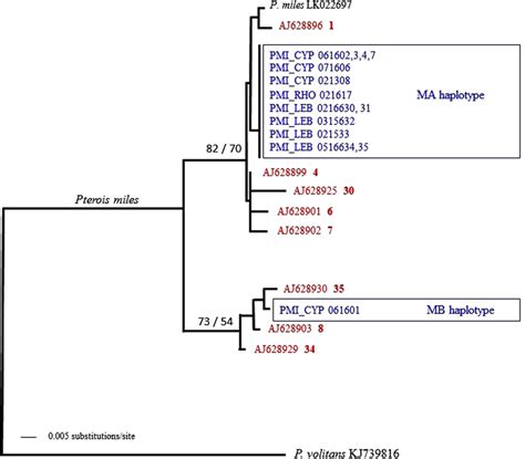 Neighbour Joining Nj Tree Based K2p Distances Of Mitochondrial