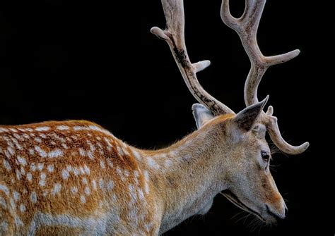 Fallow Deer Buck