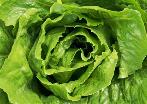 Free Images Food Salad Green Produce Natural Fresh Chlorophyll