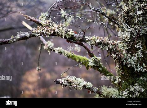 Moss And Lichen Grow On A Tree In Winter Stock Photo Alamy