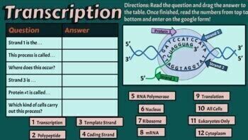 Protein Synthesis Digital Escape Room By Hey Now Science Tpt