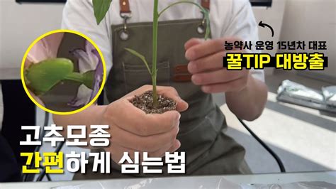 고추모종 간편하게 심는방법과 고추 쉽게 키우는 방법까지 알려드립니다 Youtube