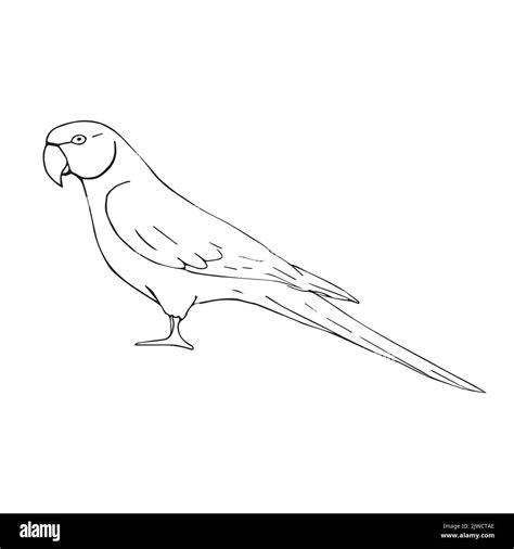 Vector Hand Drawn Doodle Sketch Indian Ringneck Parrot Isolated On White Background Stock Vector