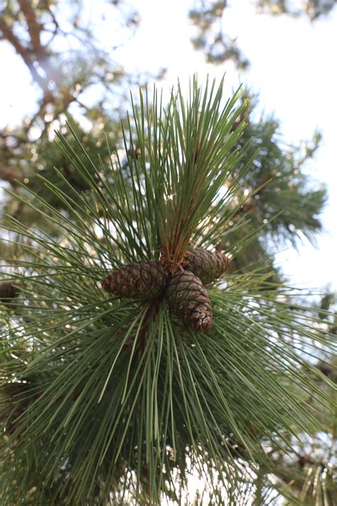 Red Pine Boundary Waters Blog