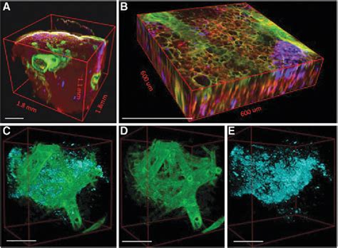 Figure 3 From The Use Of Optical Clearing And Multiphoton Microscopy
