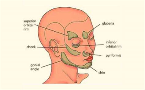 Cheek Bone Anatomy Jeff Searle The Human Skull
