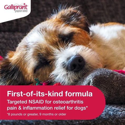 Galliprant Flavored Tablets 20 Mg 60 Mg 100 Mg Allivet