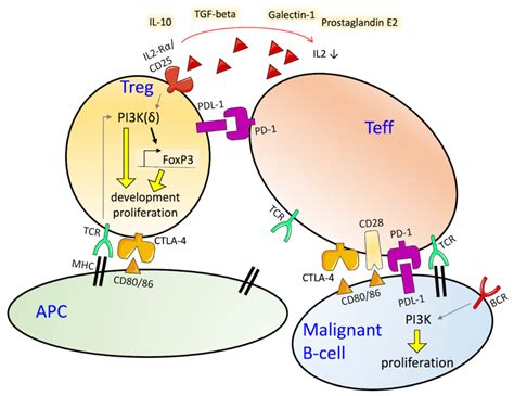 Pi3kδ Inhibitors As Immunomodulatory Agents For The Treatment Of